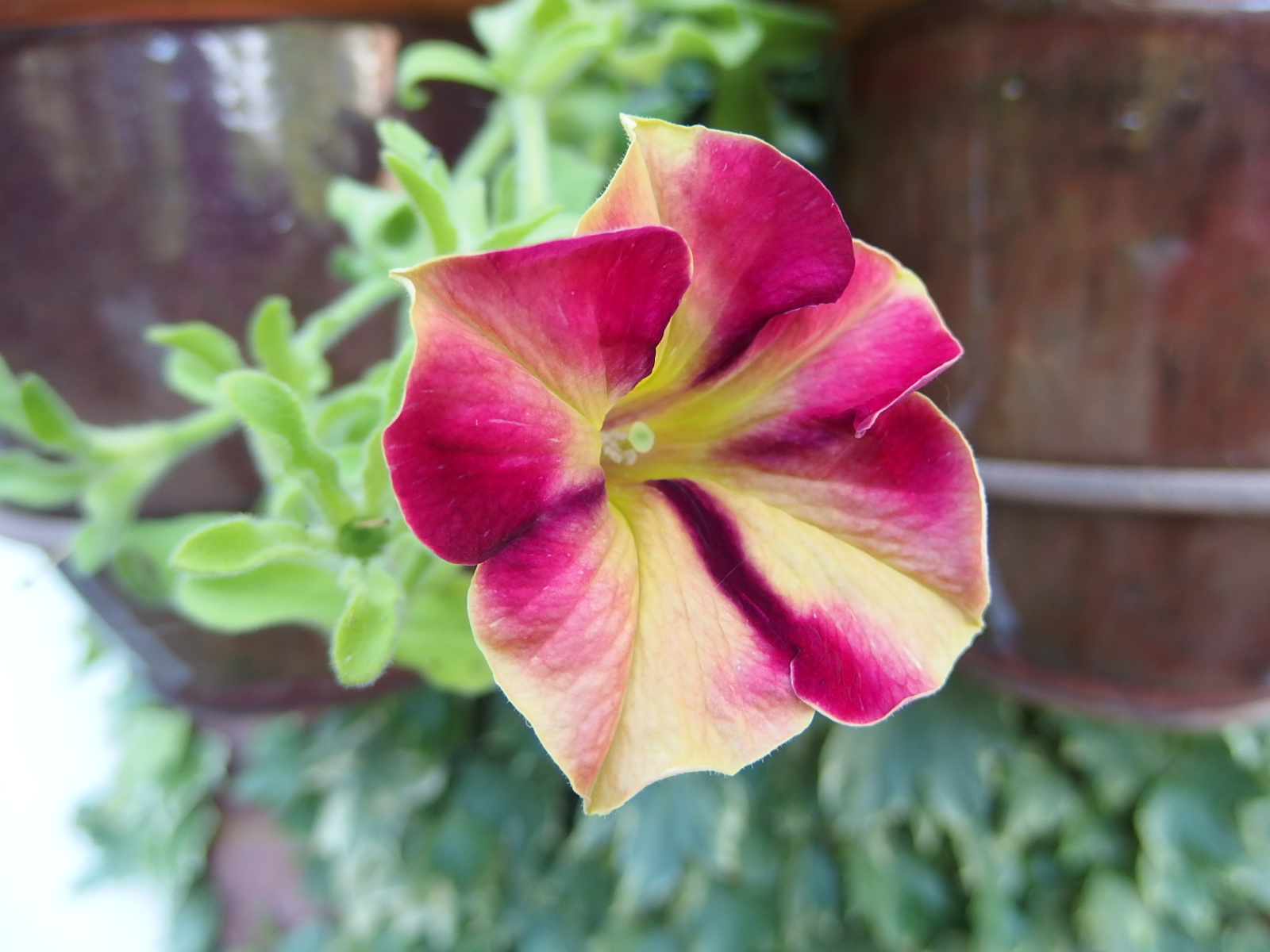My Crazy Petunias