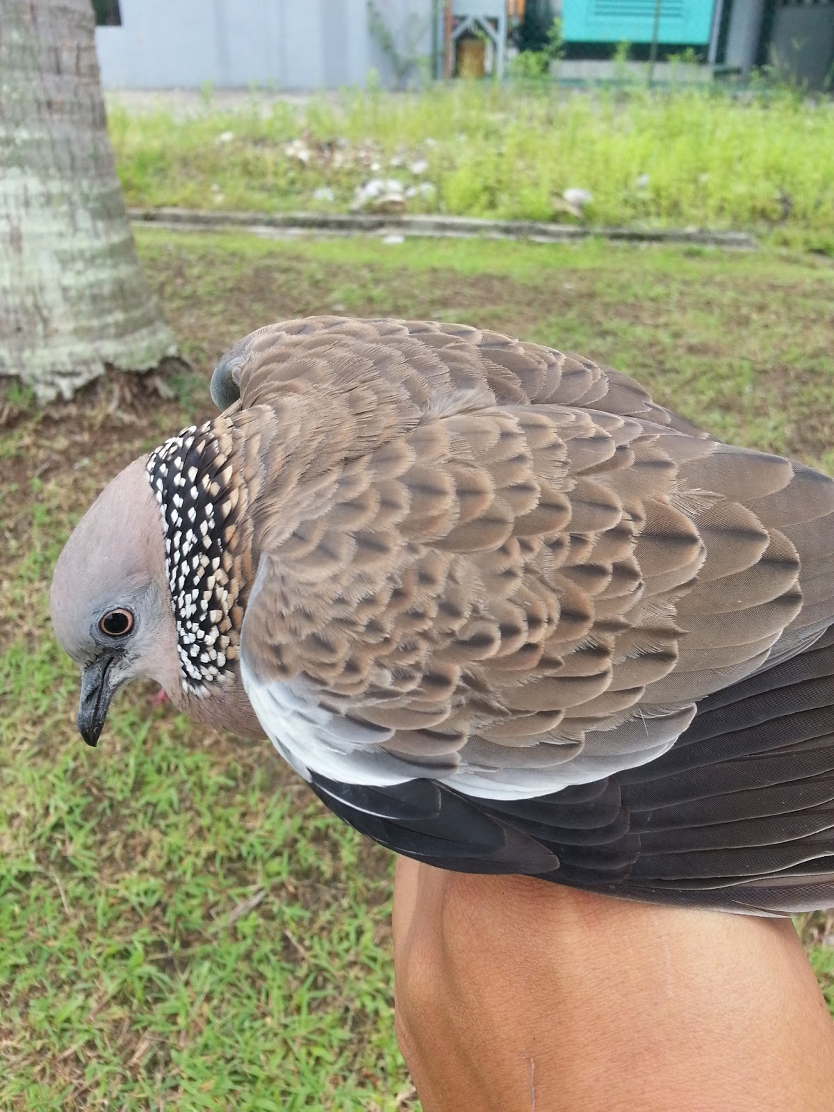 BLOG BURUNG MERBOK DAN TERKUKUR PIKAT