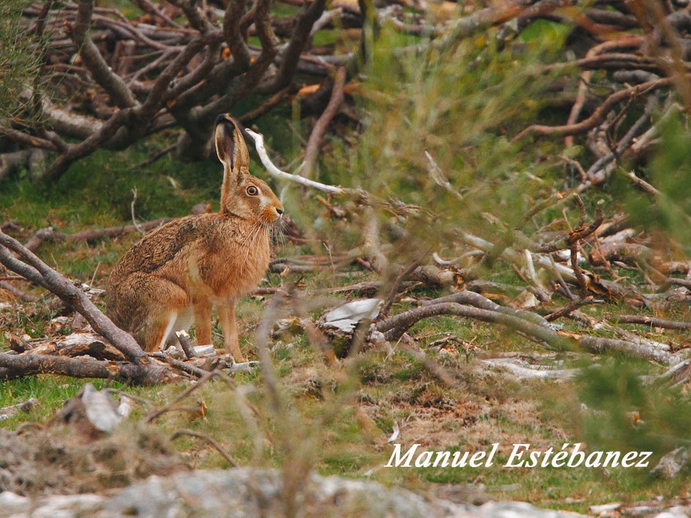 Miradas Cantábricas: Liebre de piornal y mirlo acuático
