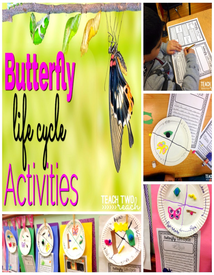 Butterfly Life Cycle Fun! - Teach Two Reach 2nd Grade Happenings