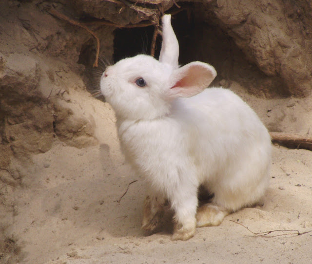 Images and photos of bunnies