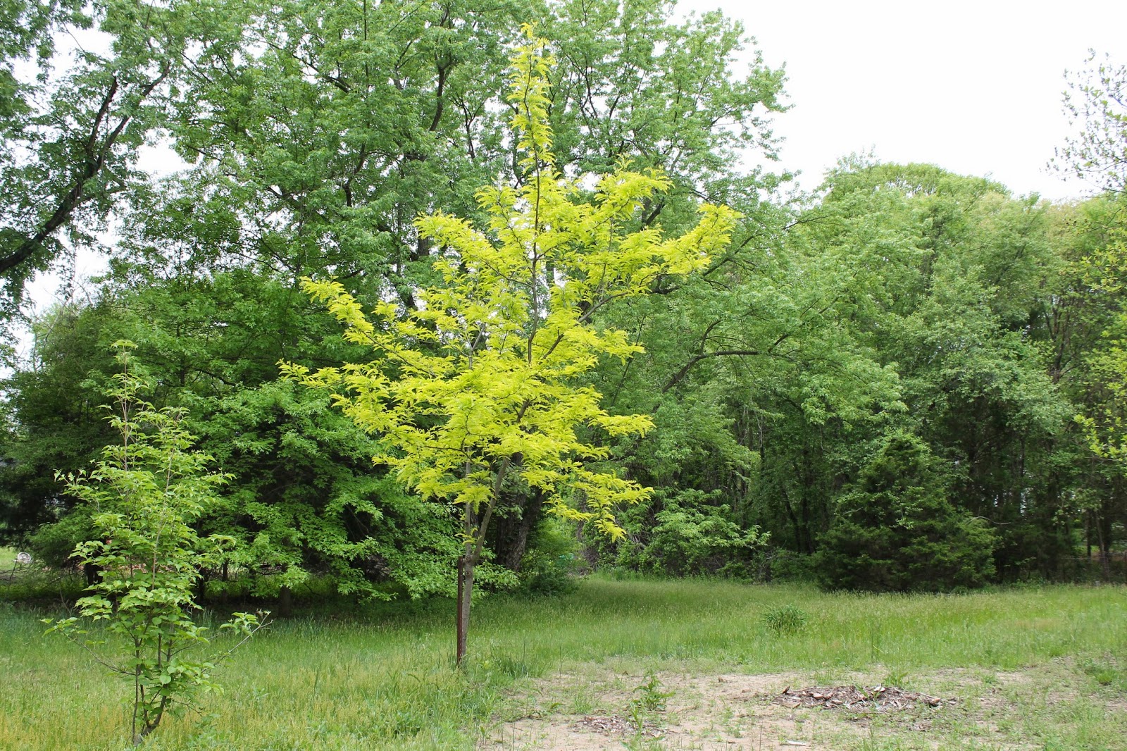 Its All About Life: How Does Your Garden Grow & Dinner