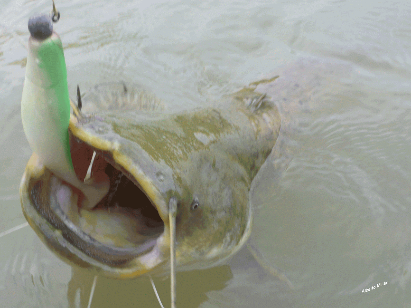 PESCA CON GUÍA DEL SILURO AL LANZADO Y PELLETS EN MEQUINENZA Y RÍO EBRO ...