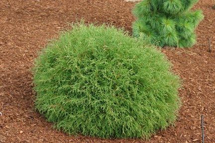 The Plant Hunter: Freaky Foliage A-Z (part 3)