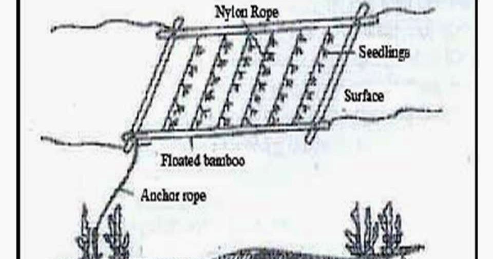 ARTIKEL PENYULUH PERIKANAN TANAH LAUT: ANALISIS USAHA BUDIDAYA RUMPUT ...