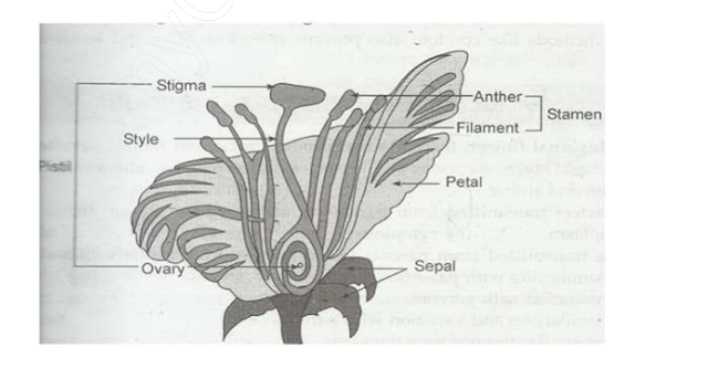 Study notes for Delhi Public school: How do Organisms Reproduce Class ...