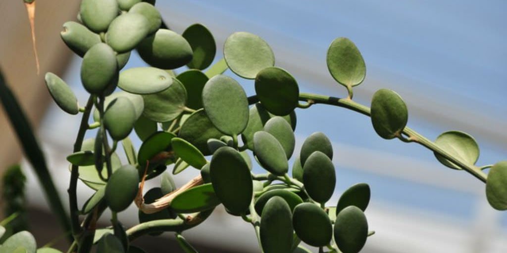 TANAMAN DOLLAR YANG COCOK DAN POPULER DITANAM DI RUMAH - Raden Pedia