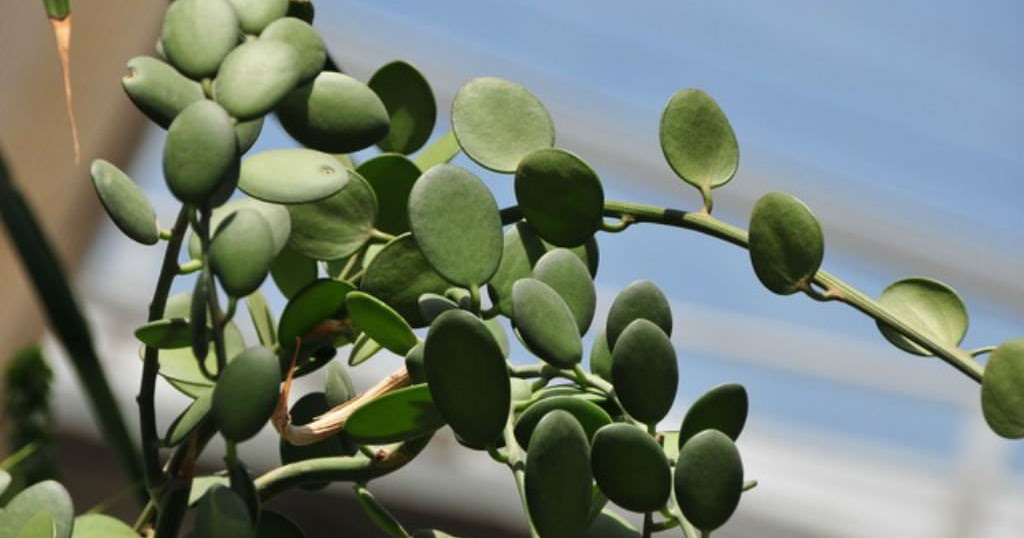 Tanaman Dolar yang Populer dan Cocok di Rumah - Milano Ruus