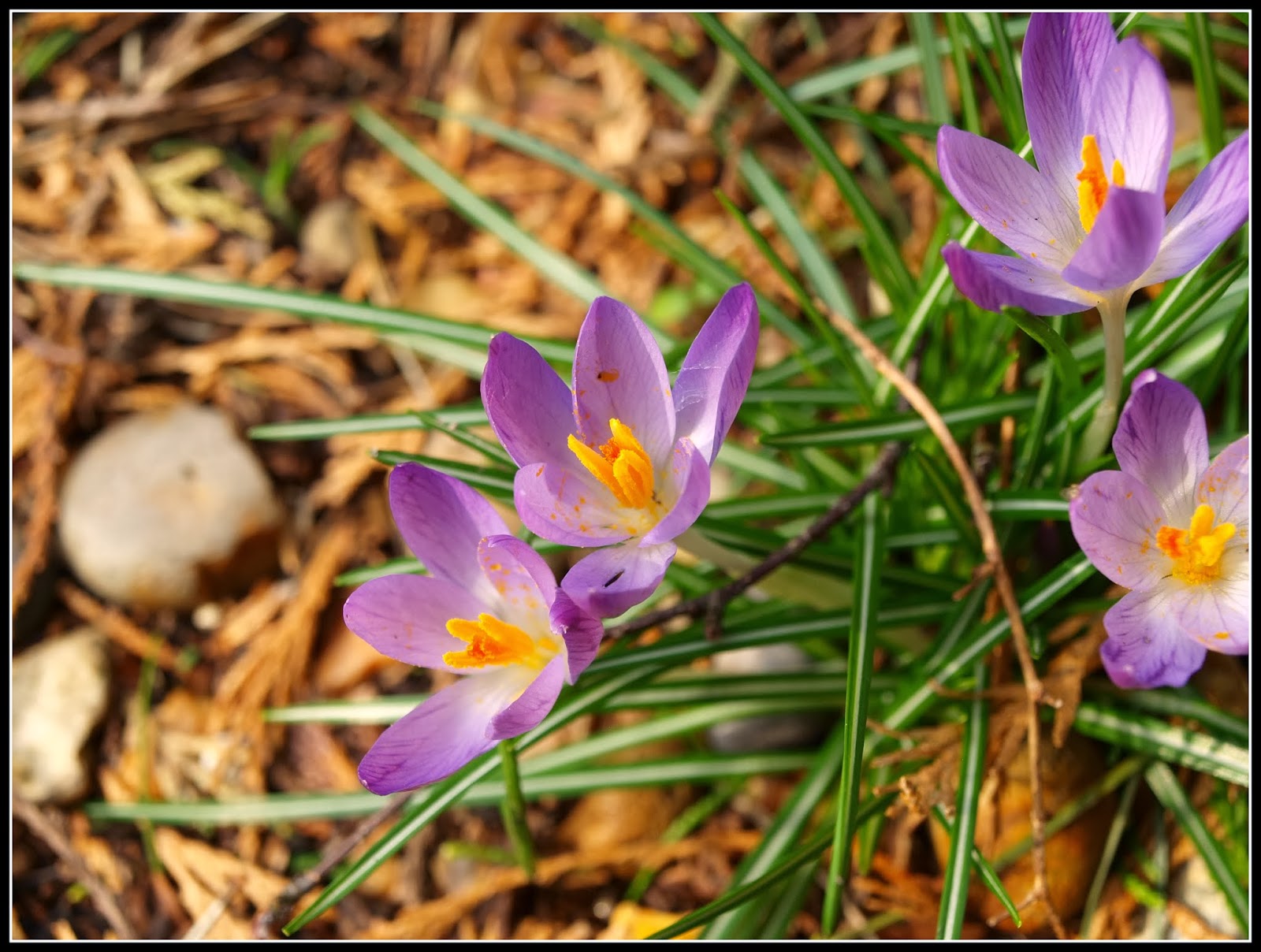 Mark's Veg Plot: Crocus showcase