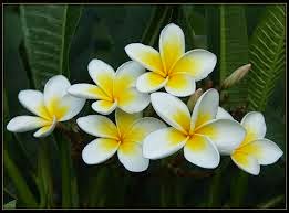 අපේ ගහ කොල: අරලිය - [Araliya]