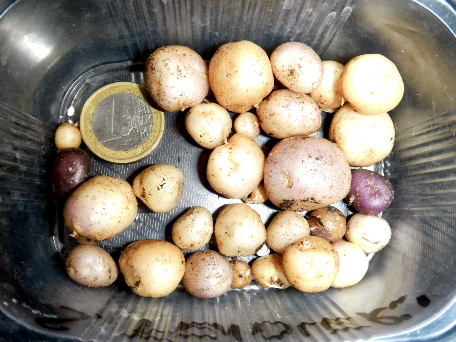 Scirpidiella's Plants: Wild Potatoes (Solanum sect. Petota)