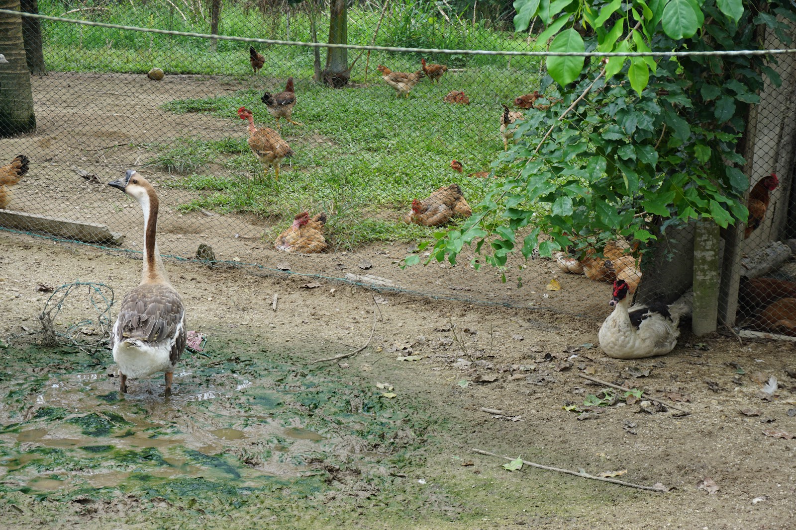 Uncle Rani Chicken Farm