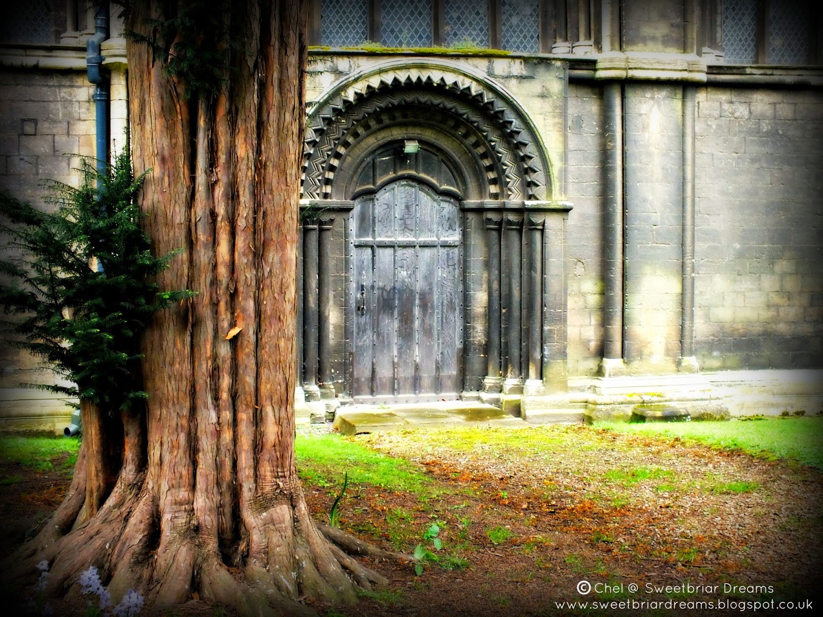 Sweetbriar Dreams: A Bluebell Walk Around the Cathedral