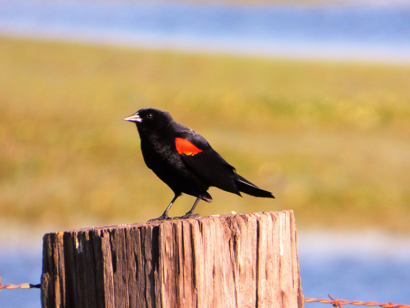 Geotripper's California Birds: Tricolored Blackbird at Willms Pond in ...