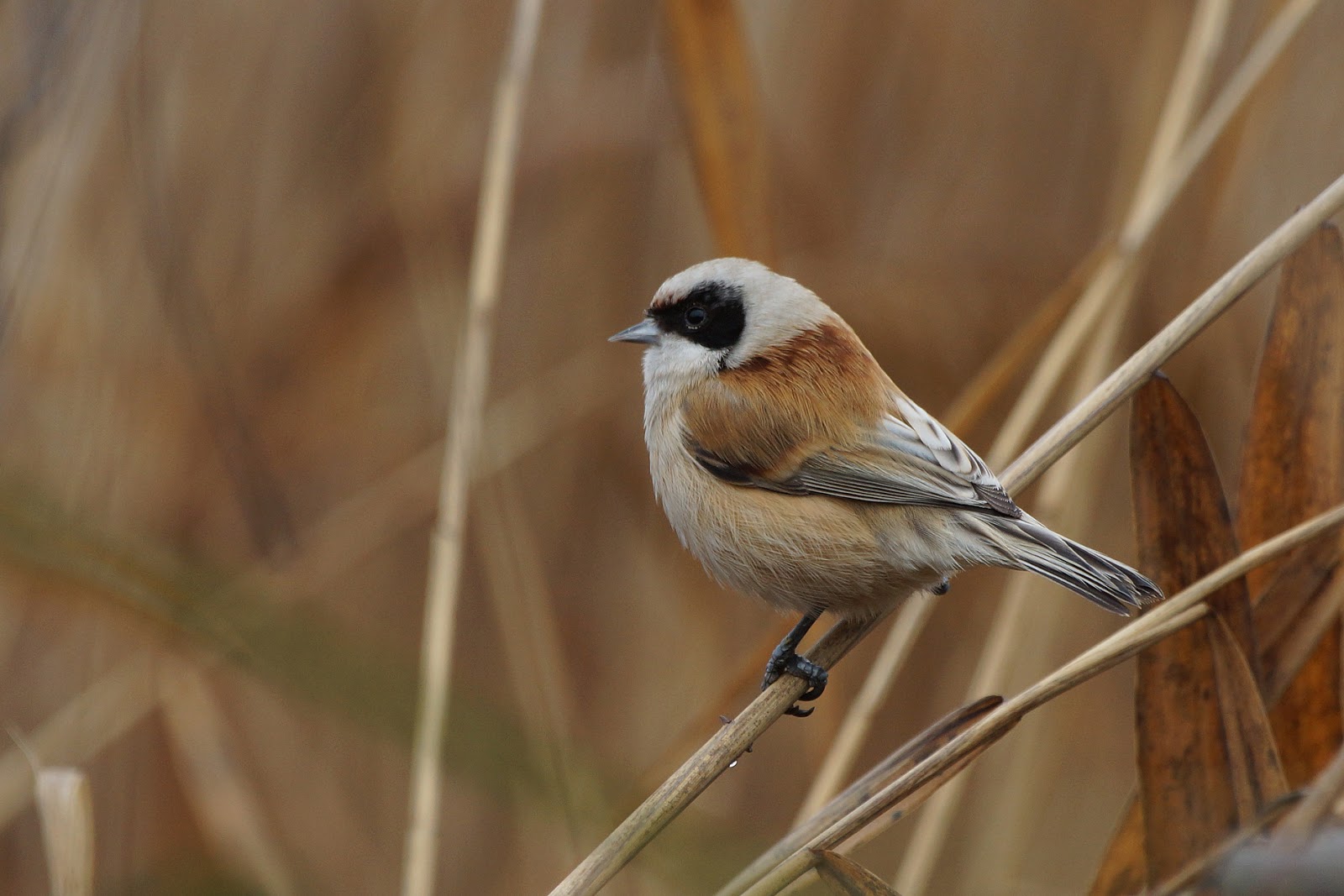 Pasión por las aves: Pájaro moscón,(Remiz pendulinus)
