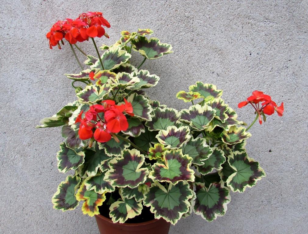 Pelargonium: 'Mrs. Pollock'