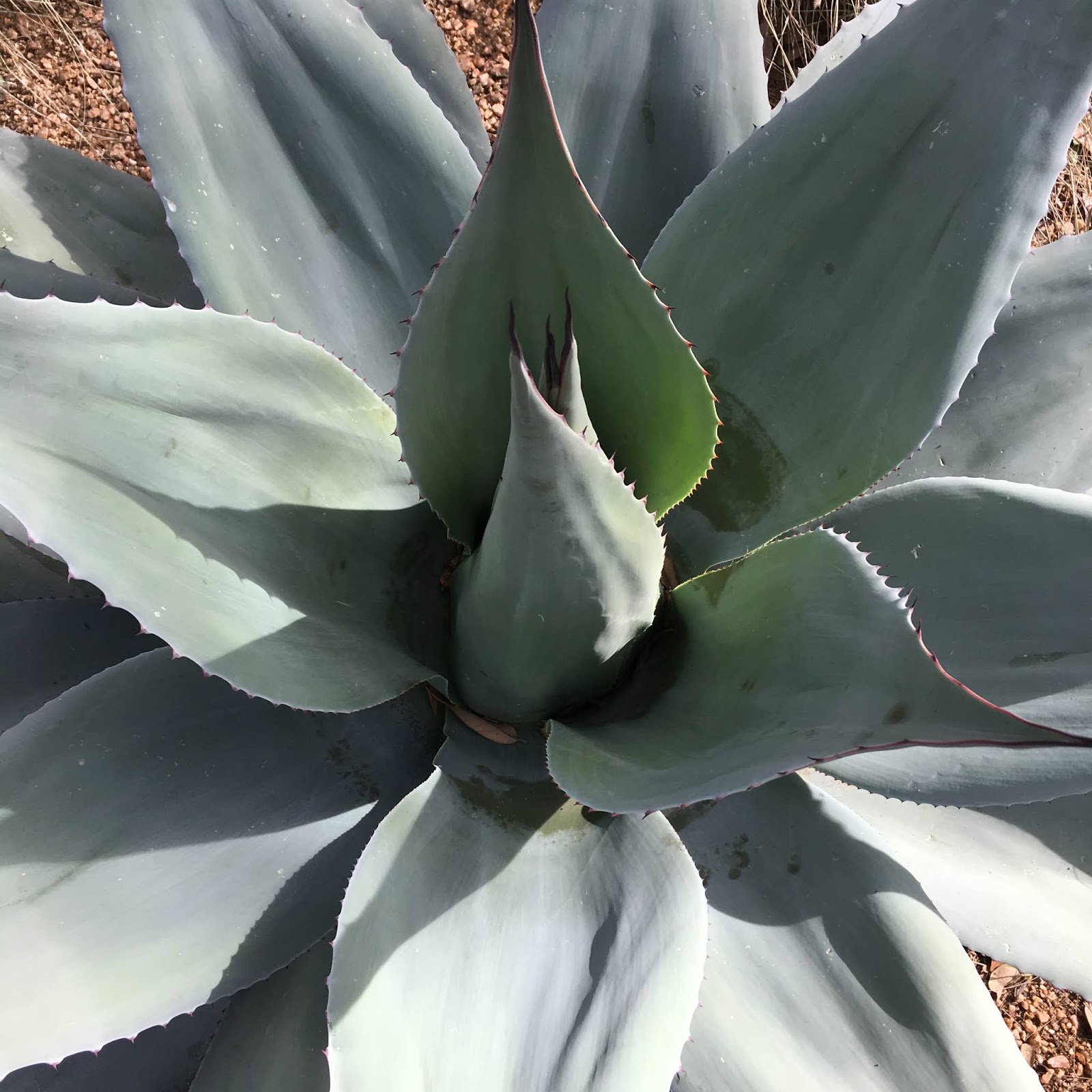 Leslie Tucker Jenison: Introducing: Pollinator