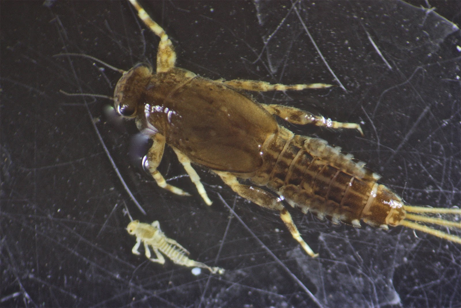 Aquatic Insects of Central Virginia: Stream Reports: Powells Creek and ...