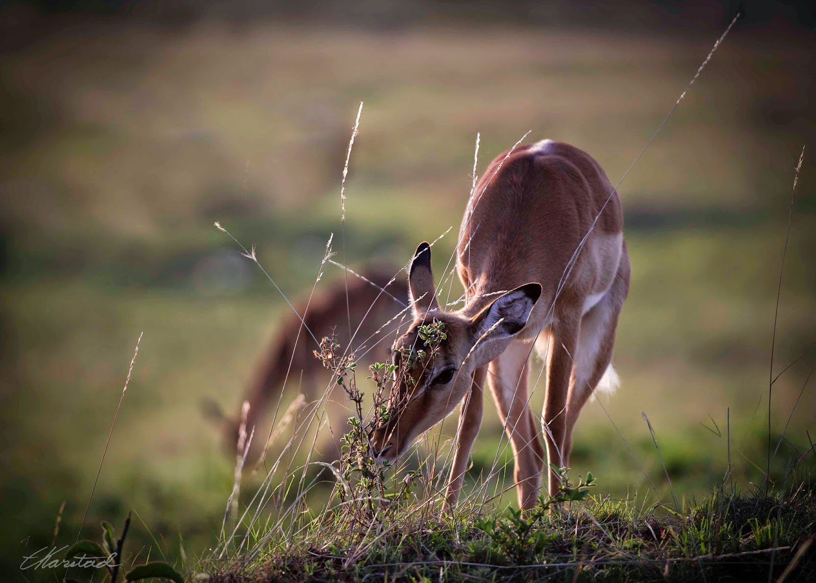 Elsen Karstad's 'Pic-A-Day Kenya': Impala- Selective Browsing, Masai ...