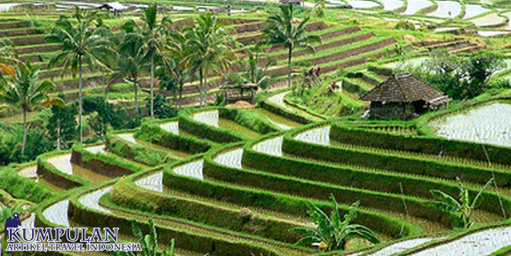 Menikmati Keindahan Wisata Alam Sawah Terasering Bali