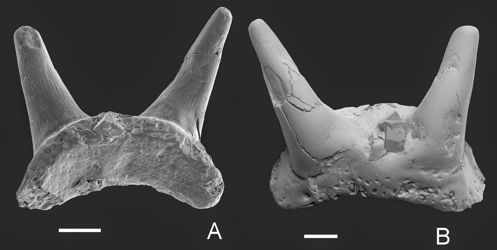 Sciency Thoughts: Sharks teeth and scales from the Devonian of Estonia ...