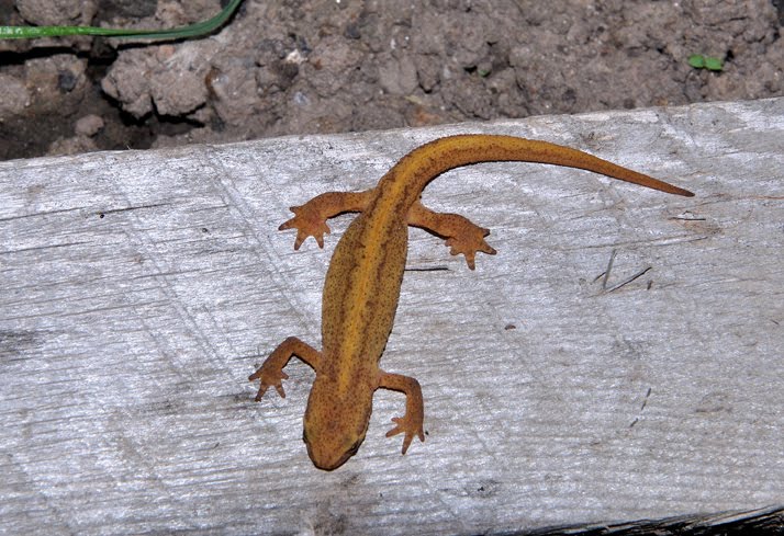North Fife: Smooth Newt North Fife
