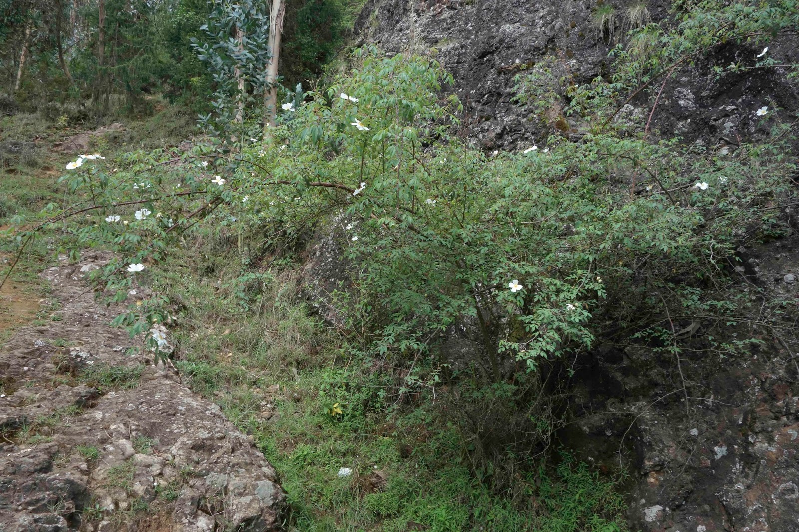 SETHiopia: Shrub Profile: Rosa Abyssinica