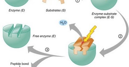 Enzim ( Pengertian, Sifat, Fungsi, Ciri-Ciri, Macam-macam dan Mekanisme ...