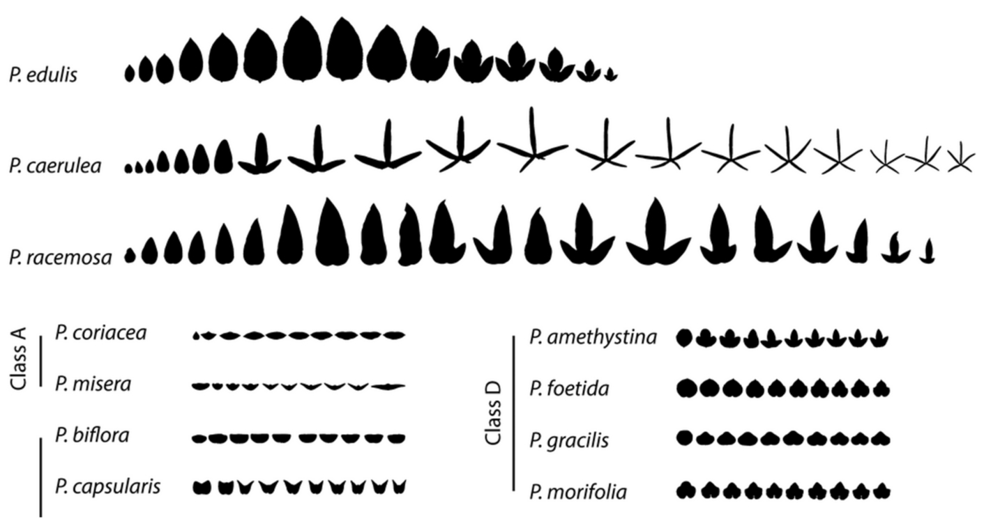 Data Deluge: Divergent leaf shapes among Passiflora species arise from ...