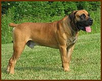 CachorrosBlogs.: Boerboel - Cachorros.