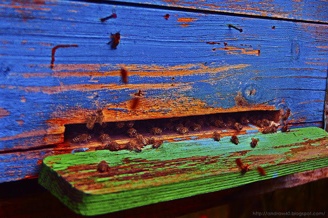 despre viata prin fotografie: despre pastoritul albinelor la Manastirea ...