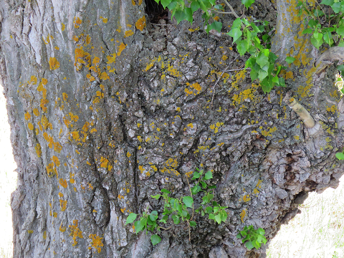 Á R B O L E S (T R E E S) y P A L M E R A S (P A L M S): Populus nigra ...