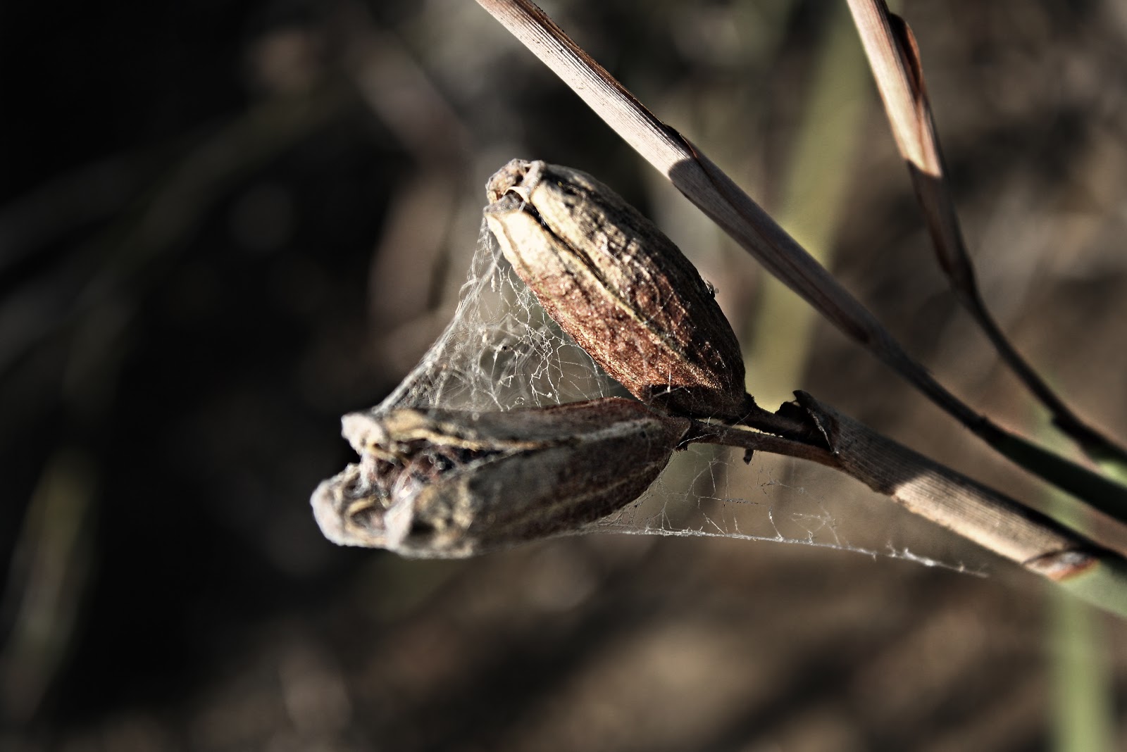 Sierra Elisabeth Photography