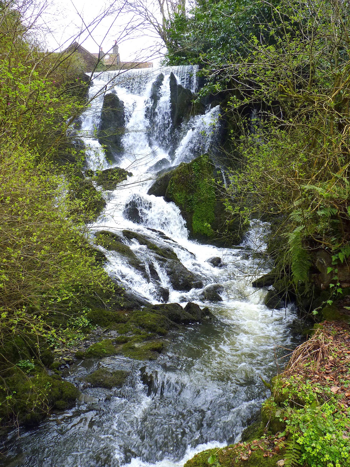 Birding For Pleasure: Birds at Crawfordsburn Country Park