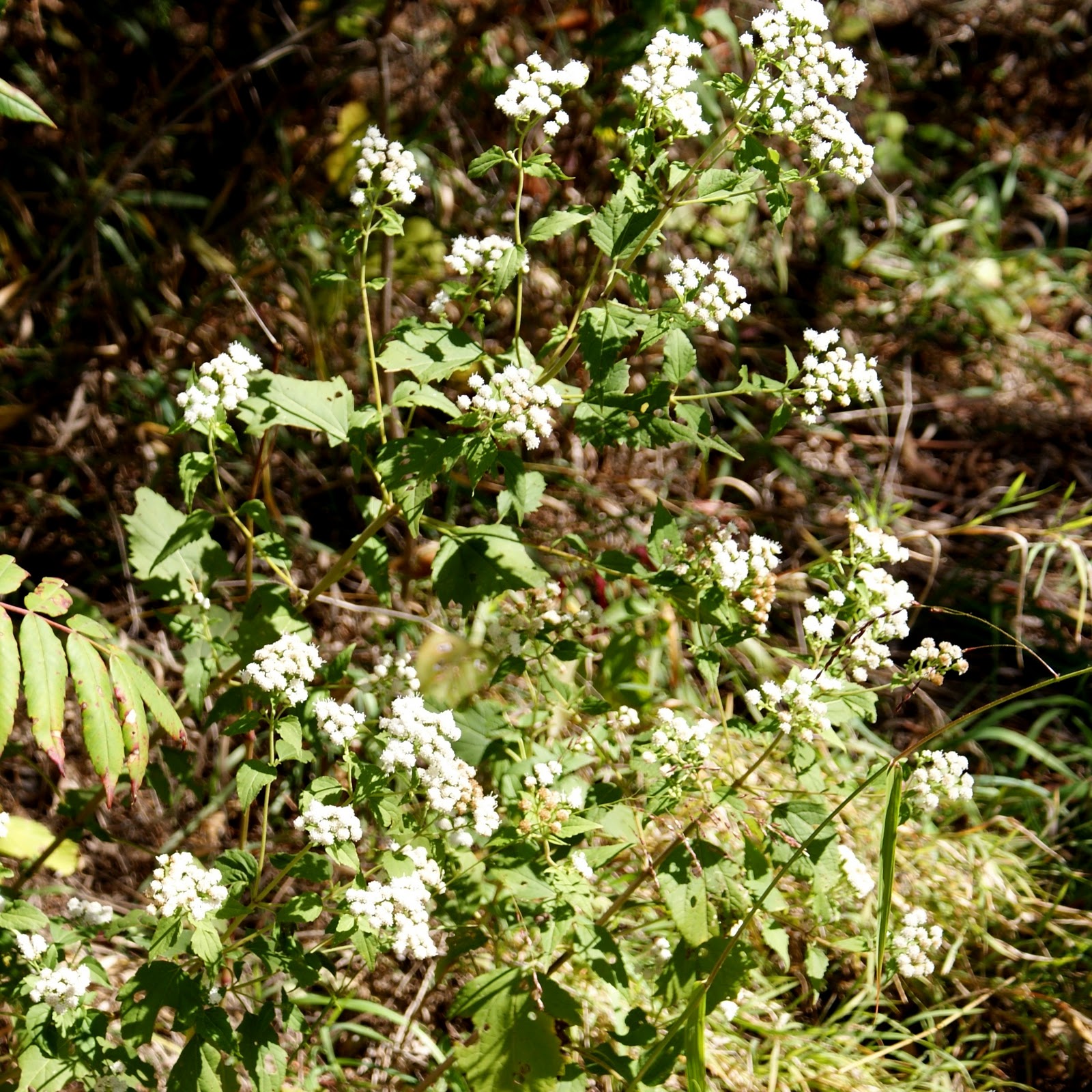 The Barefoot Gardener: Autumn blowing through