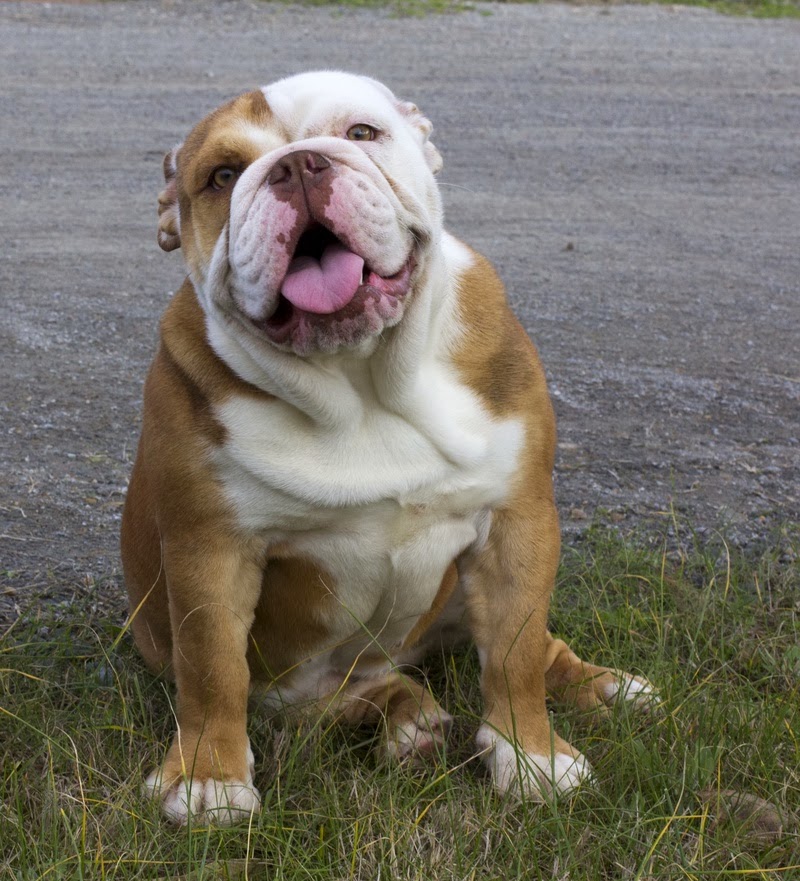 Care and Grooming of Bonsai Bulldogge (Bonsai Bull)