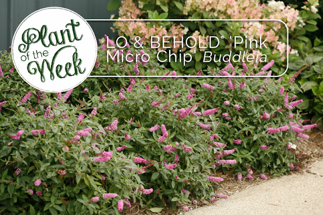 Proven Winners® Colorchoice® Plant Of The Week Plant Of The Week Lo