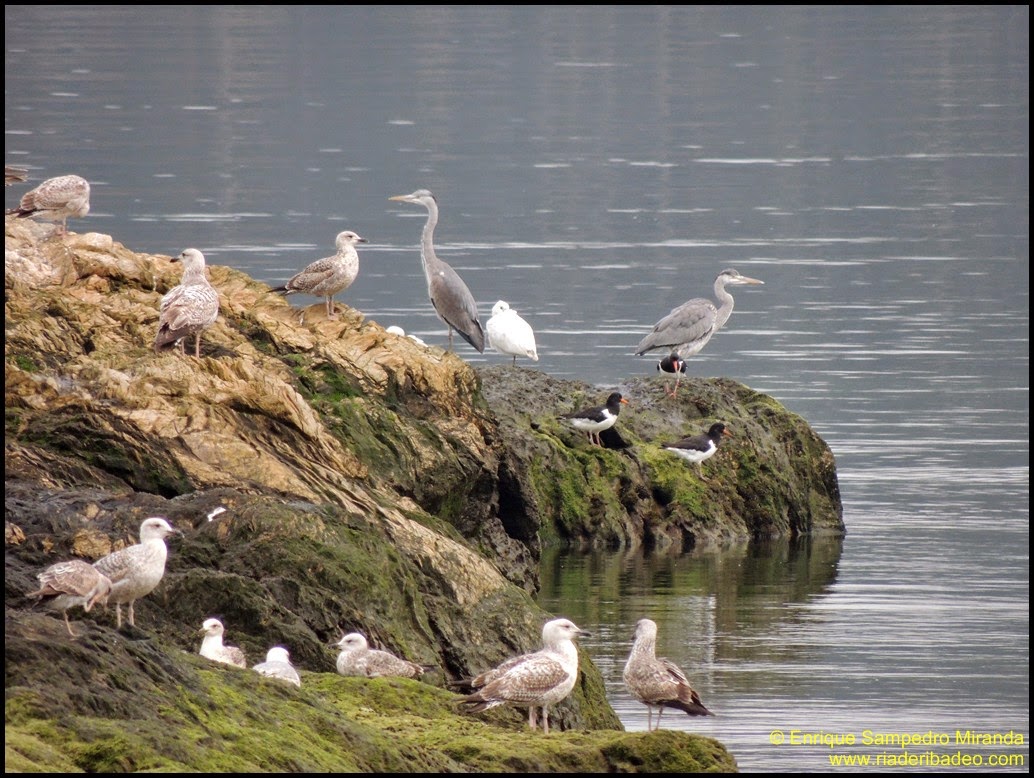 Ría de Ribadeo: Qué ver nestas datas pola ría de Ribadeo
