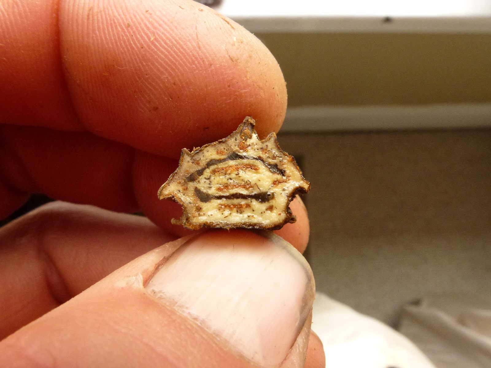 Wild Harvests: Bracken Fern