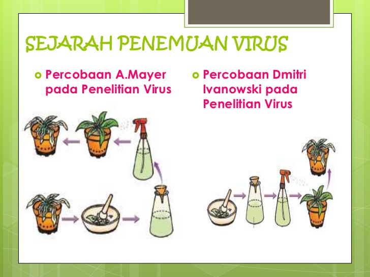 Sejarah Singkat Penemuan Virus Lengkap - Artikel Materi Pelajaran ...