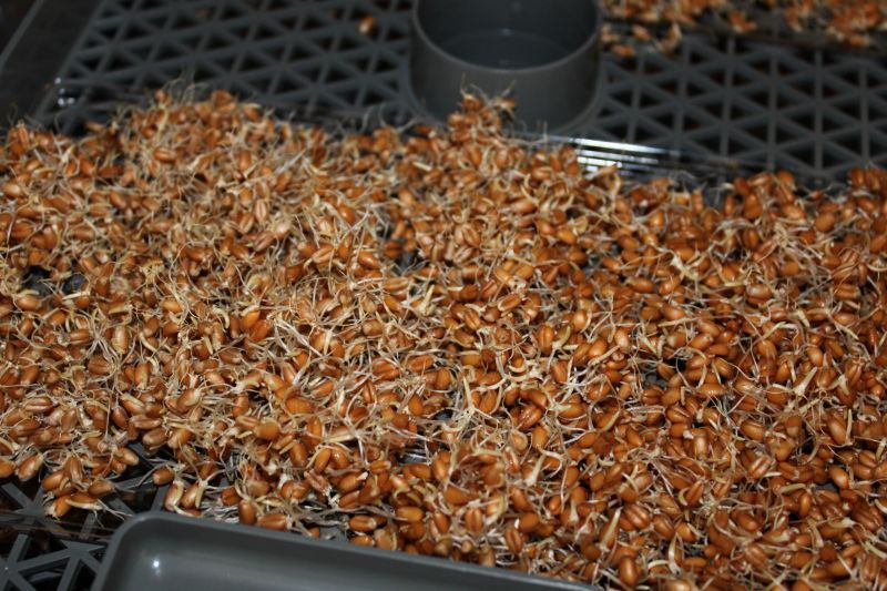 Easy Living the Hard Way: Sprouted Wheat Experiment