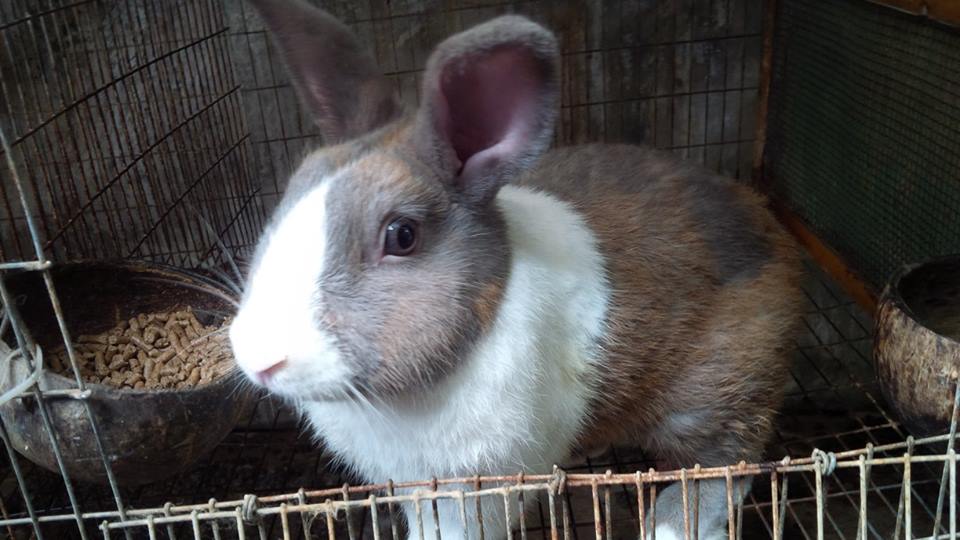 Yuki Rabbits Kelinci Depok: Jual Pejantan Kelinci Dutch (LAKU)