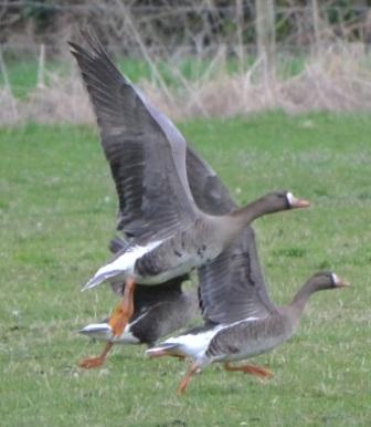 Bird of the Day: Greater White-fronted Goose