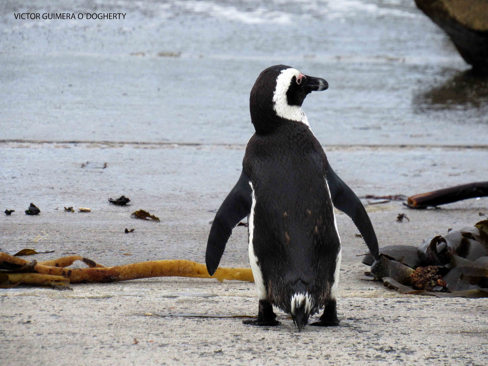 Mis imágenes de aves: Y SEGUIMOS CON EL PINGUINO DEL CABO