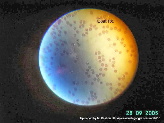 Forensic Biological Slides