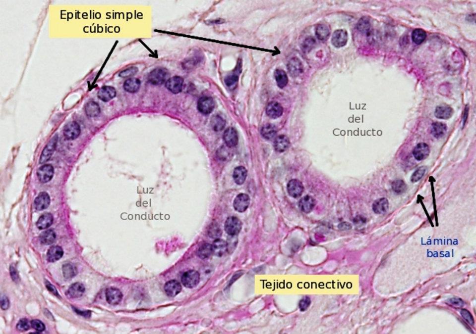 Plantão Médico: HISTOLOGÍA TEJIDO EPITELIAL DE REVESTIMIENTO Y GLANDULAR
