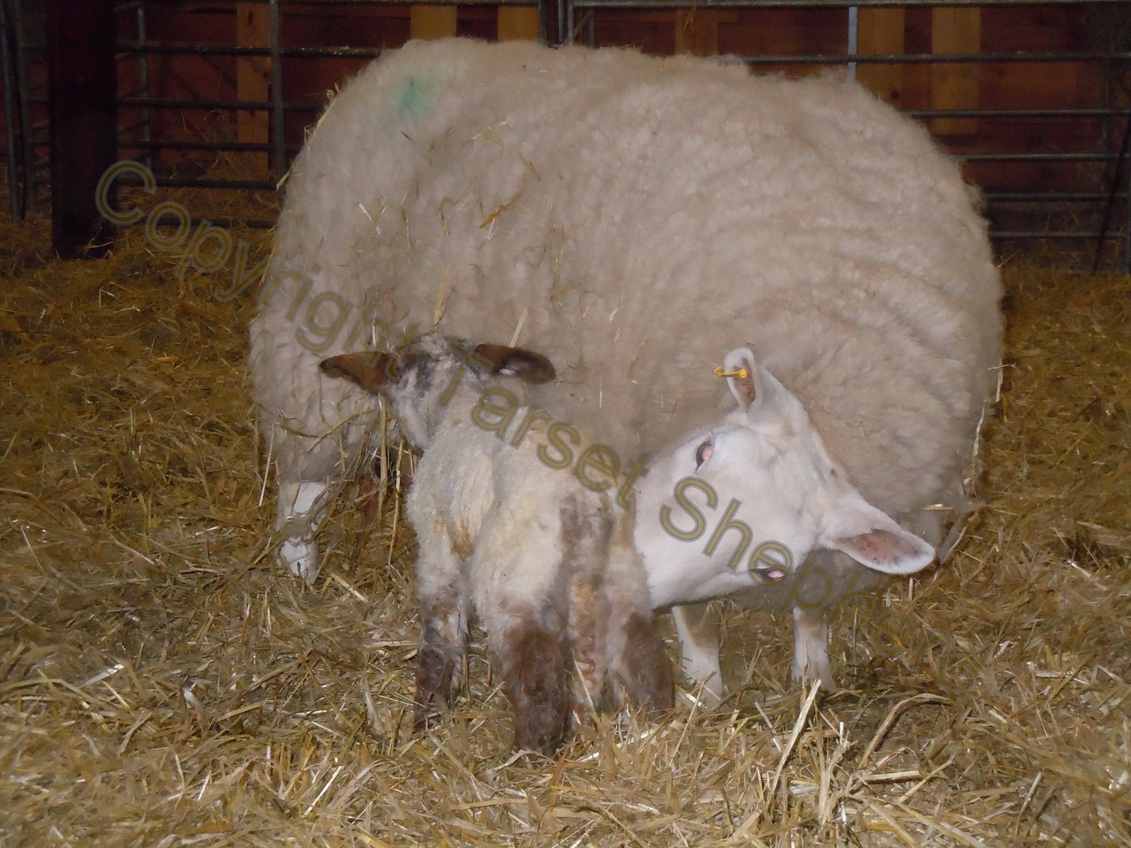 Shepherd's blog: Lambing a ewe