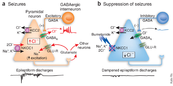 Neuroglia Lab : NKCC1 and KCC2 Simple review