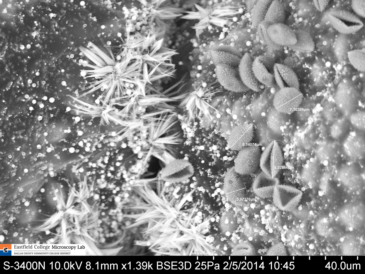 Scanning Electron Microscope Blog: Slime Molds - not really molds ...
