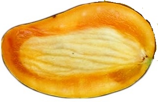 MANGO TREES: Utilization of mango kernel
